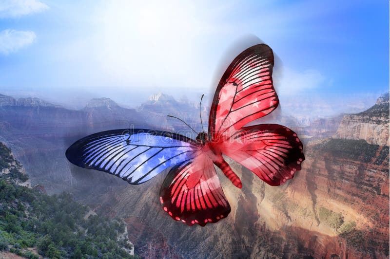 American Butterfly Freedom stock photo. Image of butterfly - 31322322