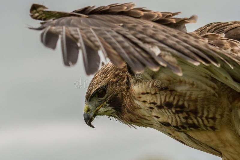 Buzzard feather stock photo. Image of delicate, plumage - 29188784