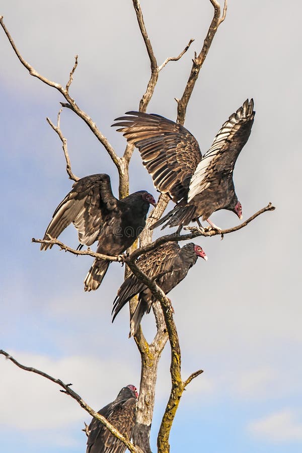 American buzzards stock image. Image of beak, raptor - 44934983