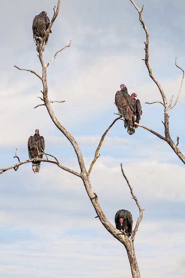 American buzzards stock image. Image of wildlife, avian - 44935007