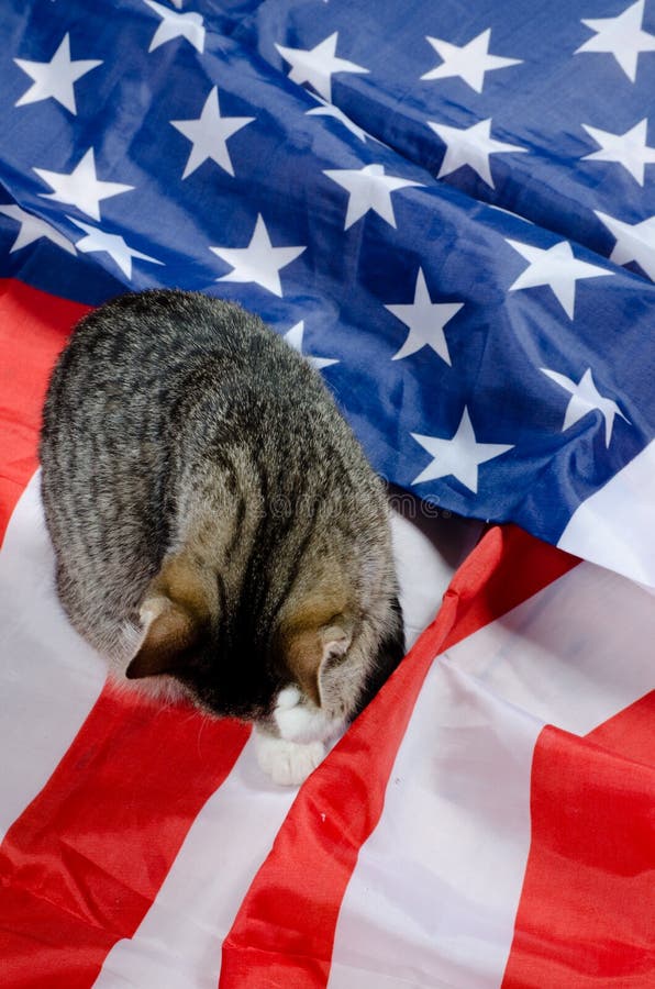 American cat stock image. Image of mammal, america, nation - 40920719