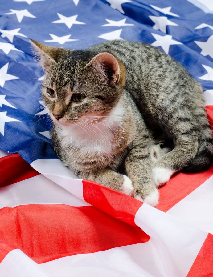 American cat stock photo. Image of nation, feline, stripes - 41124114