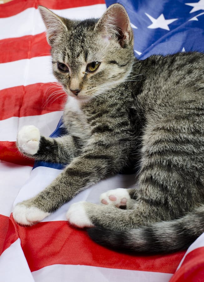 American cat stock photo. Image of cute, america, independent - 37139590