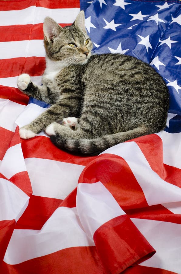 American cat stock image. Image of symbol, mammal, american - 37139749