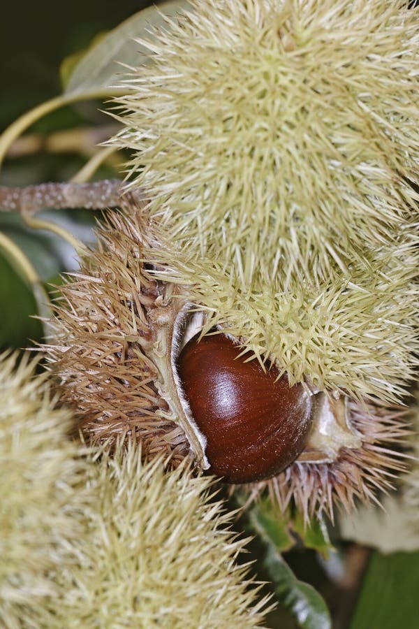 American chestnut nut stock photo. Image of portrait - 76043120