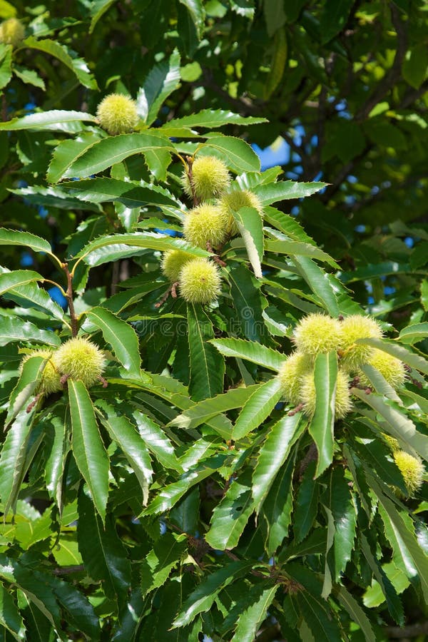 320 American Chestnut Leaf Stock Photos - Free & Royalty-Free Stock ...