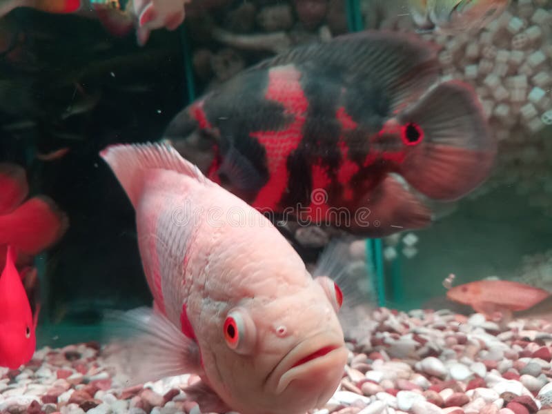 Super Red Oscar Fish