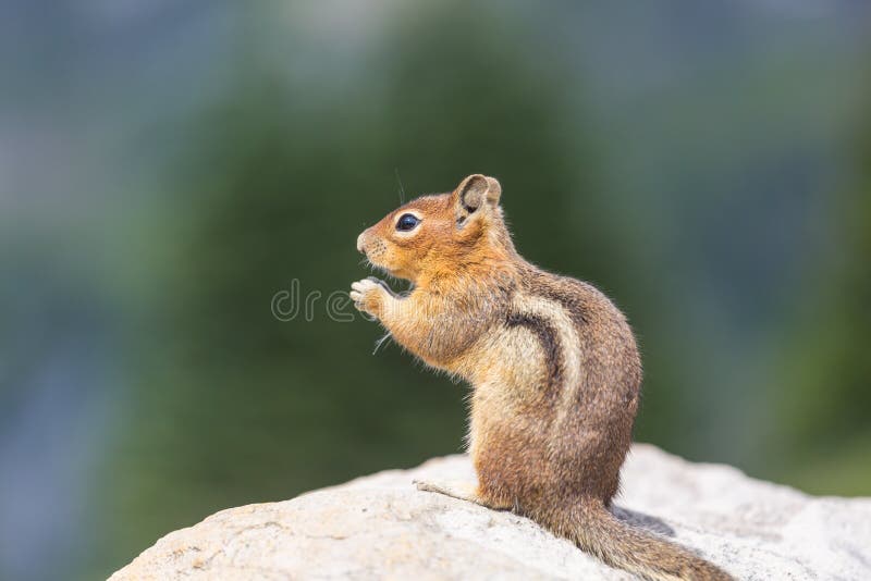 Chipmunk stock photo. Image of season, adorable, small - 155080870
