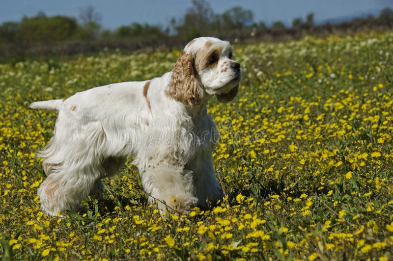 American cocker stock photo. Image of purebred, flower - 4744928