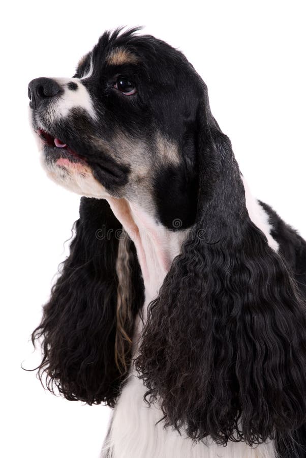 Silly American Cocker Spaniel Stock Image - Image of pedigree, groomed ...