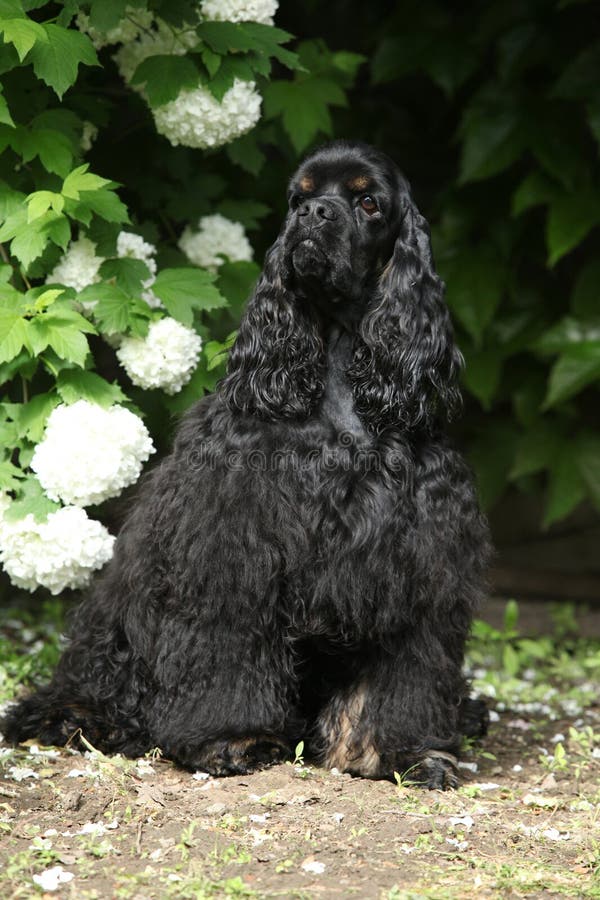 American Cocker Spaniel in Beautiful Garden Stock Photo - Image of ...