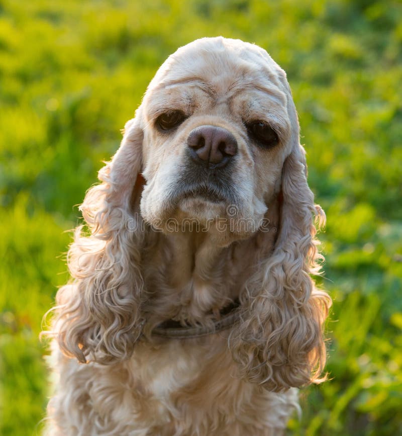Cute American Cocker Spaniel Puppy Stock Image - Image of outdoor ...