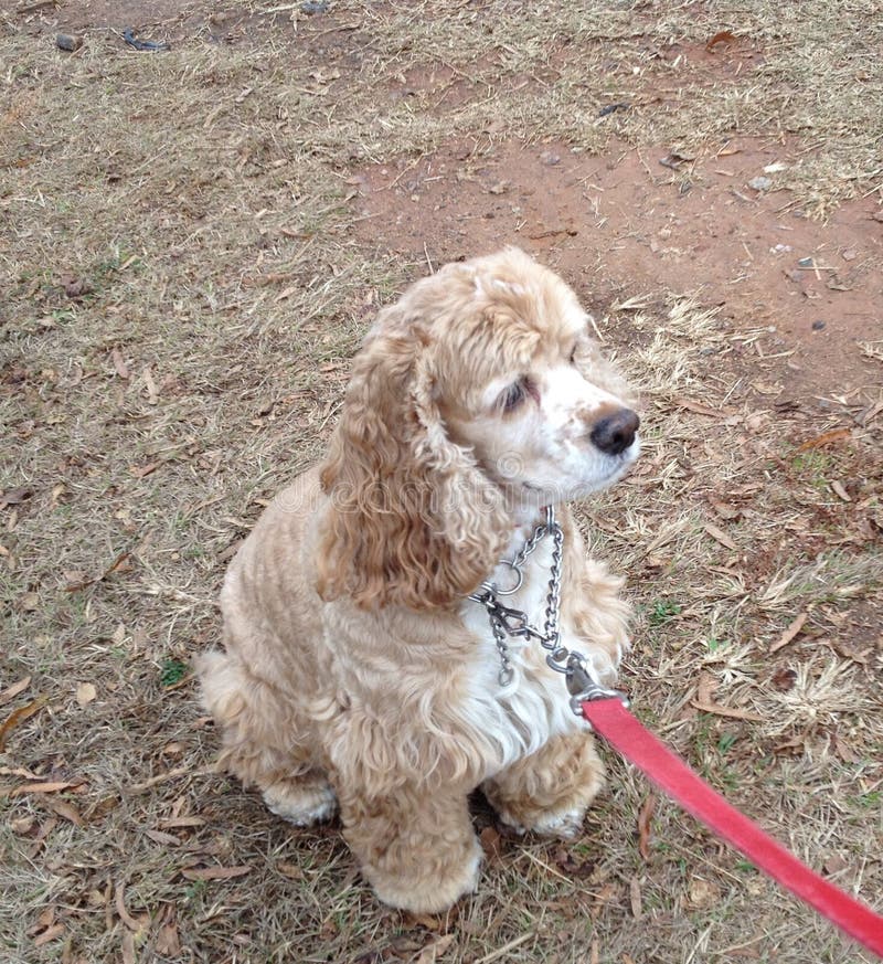 American cocker spaniel stock photo. Image of white - 123420124