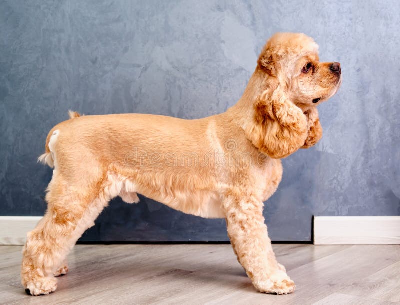 American Cocker Spaniel Stands in a Rack and Shows Off a Haircut after ...