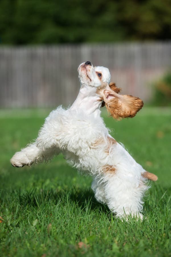 American Cocker Spaniel Dog Jumping Up Stock Photo - Image of active ...