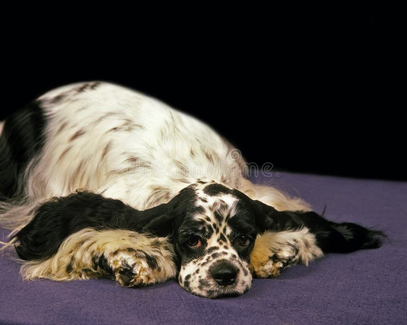 American Cocker Spaniel, Dog Resting Stock Image - Image of view ...