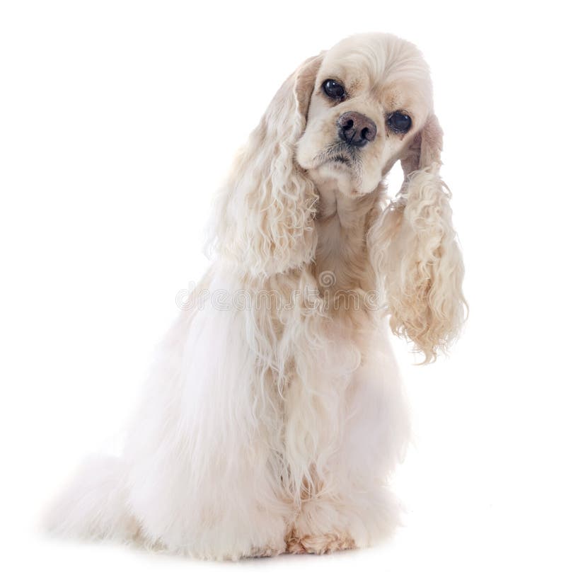 Front View of an American Cocker Spaniel, Panting, Sitting Stock Image ...