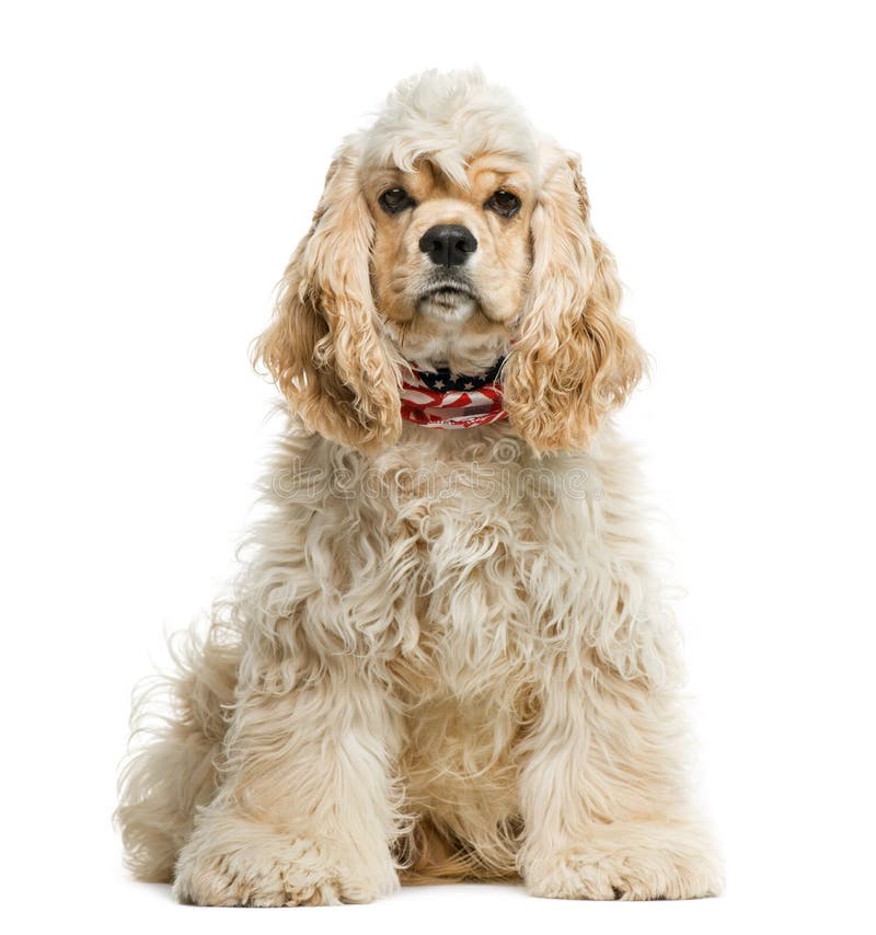 American Cocker Spaniel Puppy Sitting and Staring Stock Image - Image ...