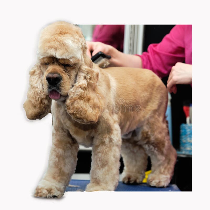 American Cocker Spaniel in a Grooming Salon with a Pet Master Stock ...