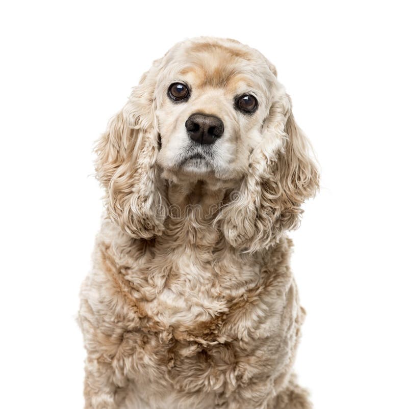 American Cocker Spaniel Isolated on White Stock Image - Image of shot ...