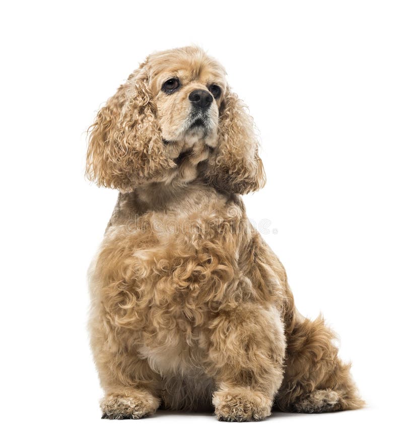 American Cocker Spaniel Looking Away, Isolated on White Stock Image ...