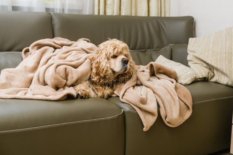 An American Cocker Spaniel is Lying on a Couch Covered with a Blanket ...