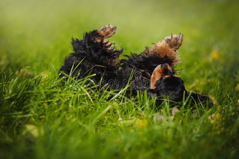 American Cocker Spaniel Lying on His Back Stock Image - Image of grass ...
