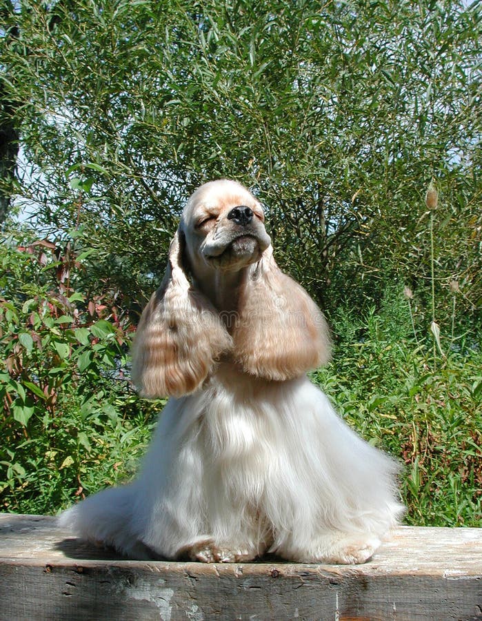 American Cocker Spaniel Making Funny Face Stock Image - Image of ...