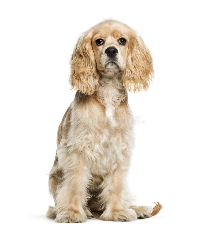 330 Cocker Spaniel Puppy Sitting Front View Isolated White Stock Photos ...