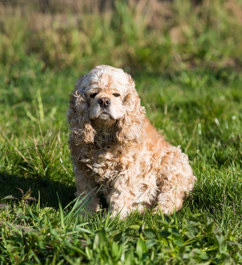 American Cocker Spaniel stock photo. Image of beige, cute - 69572236