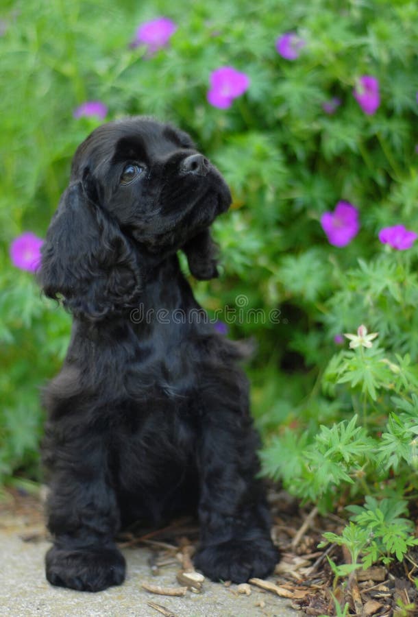 Black American Cocker Spaniel Puppy