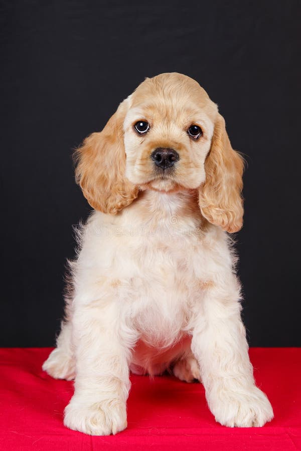 264 Red White American Cocker Spaniel Puppy Stock Photos - Free ...