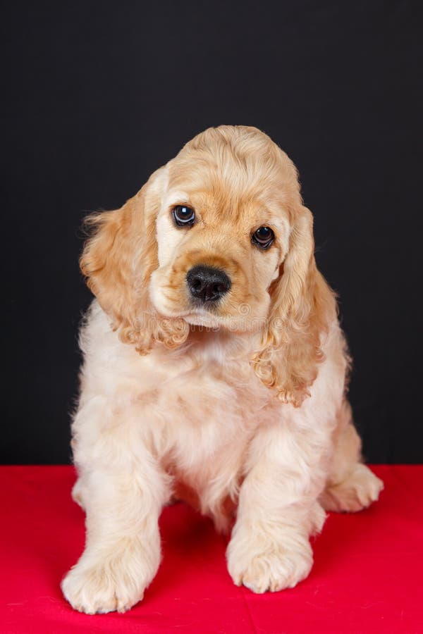 264 Red White American Cocker Spaniel Puppy Stock Photos - Free ...