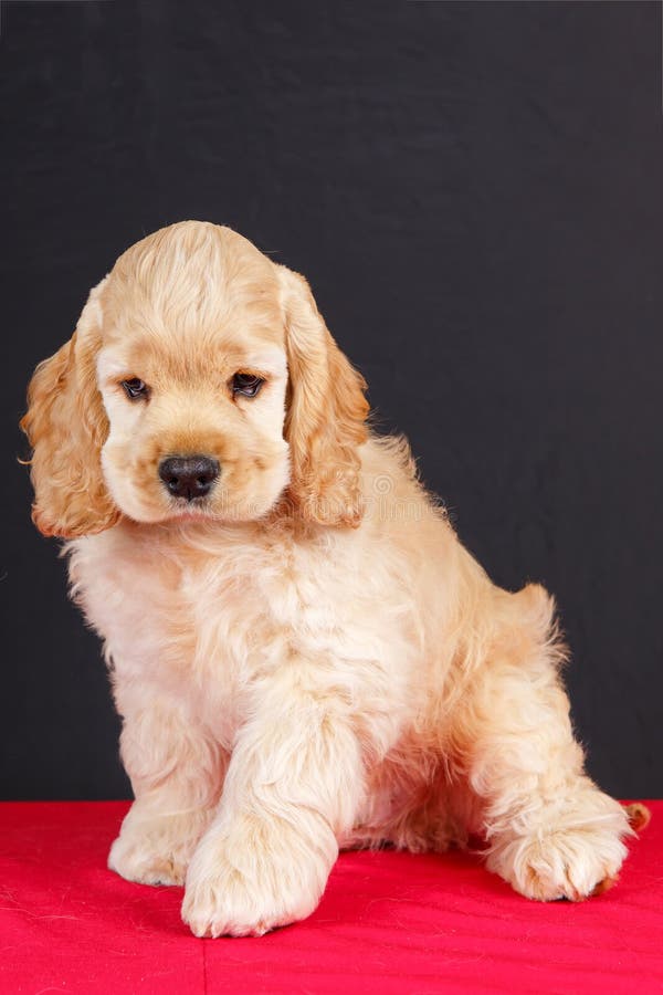 264 Red White American Cocker Spaniel Puppy Stock Photos - Free ...