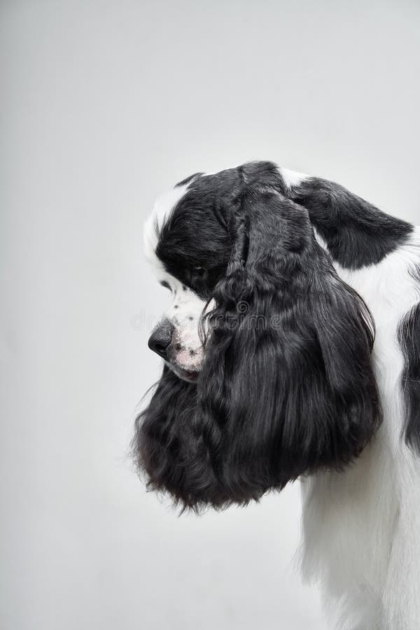 American Cocker Spaniel in Side Profile with Black and White Fur Stock ...