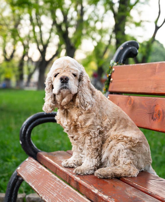 American Cocker Spaniel Sitting on a Bench Stock Photo - Image of ...