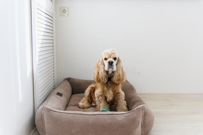 American Cocker Spaniel Sitting in His Dog Bed. Stock Photo - Image of ...