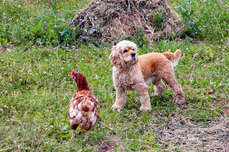 American Cocker Spaniel Standing Near Chicken on the Green Grass Stock ...