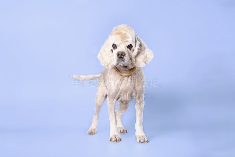 American Cocker Spaniel Standing with Reflection on Blue Background. a ...