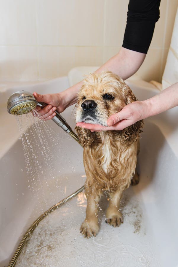 A Dog Taking a Shower with Soap and Water Stock Image - Image of golden ...