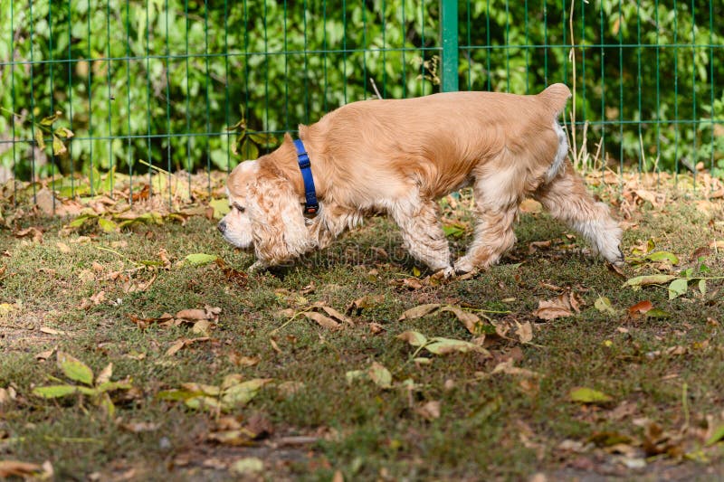 American Cocker Spaniel Sniffs the Grass while Walking in Park Stock ...