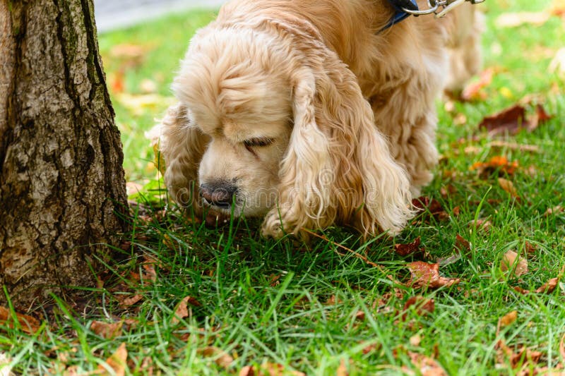 American Cocker Spaniel Sniffs the Grass while Walking in Park Stock ...