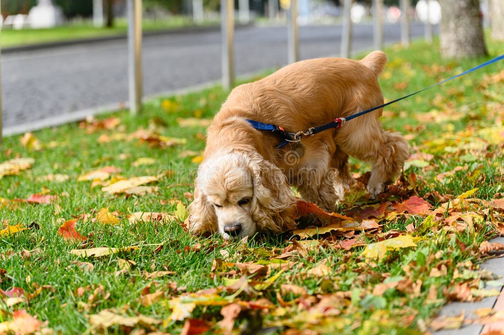 American Cocker Spaniel Sniffs the Grass while Walking in Park Stock ...