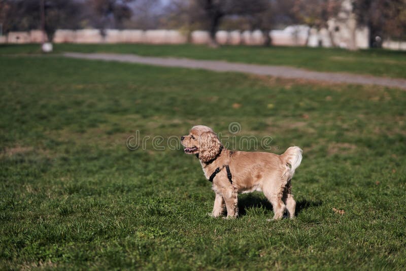 American Cocker Spaniel Walking in the Park Stock Photo - Image of ...