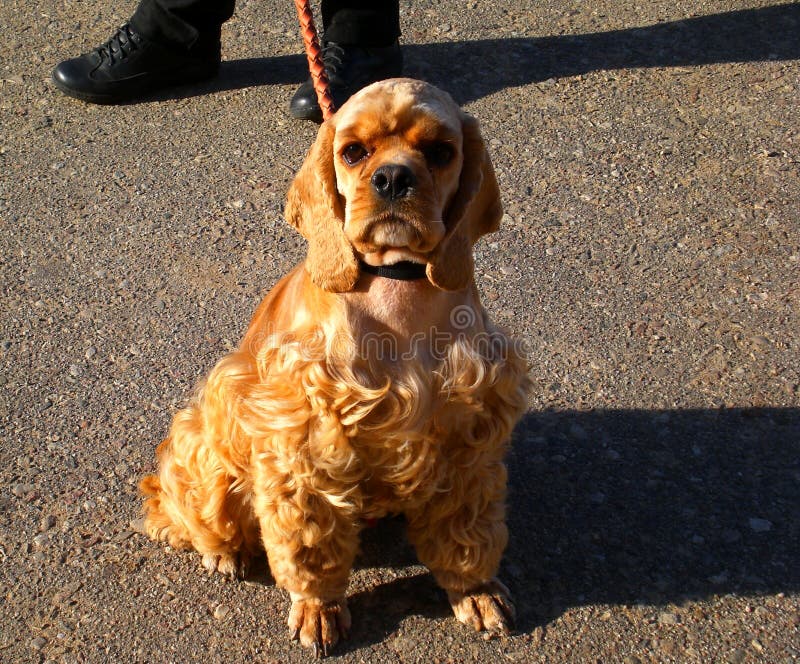 American cocker spaniel stock photo. Image of young, cocker - 50007064