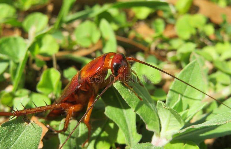 American Cockroach in Florida Nature, Closeup Stock Photo - Image of ...