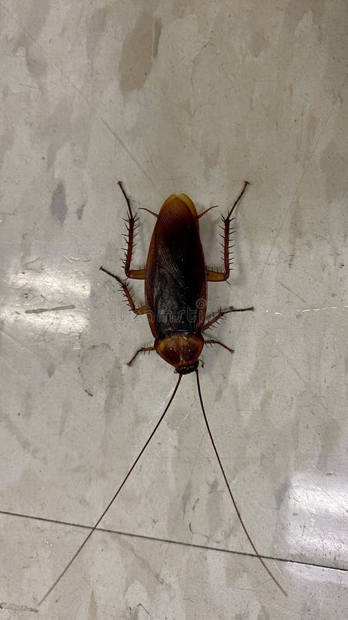 Large Waterbug Stock Photos - Free & Royalty-Free Stock Photos from ...