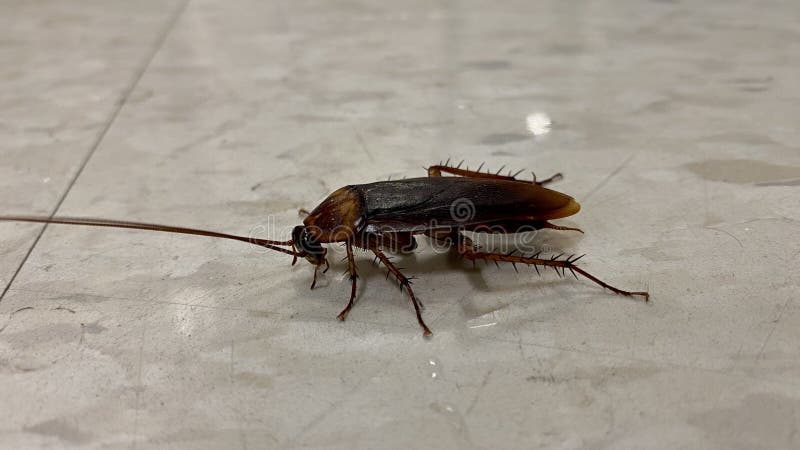 Large Waterbug Stock Photos - Free & Royalty-Free Stock Photos from ...