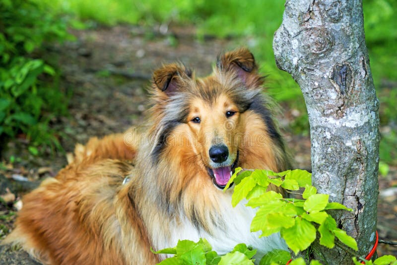 American collie dog stock photo. Image of purebred, american - 31246076