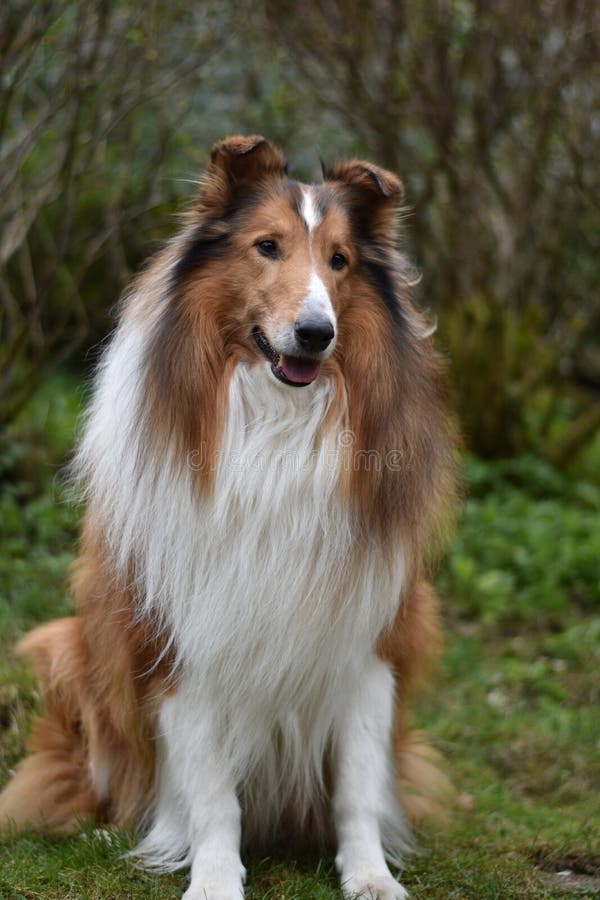 American Collie stock photo. Image of carnivore, female - 261452700